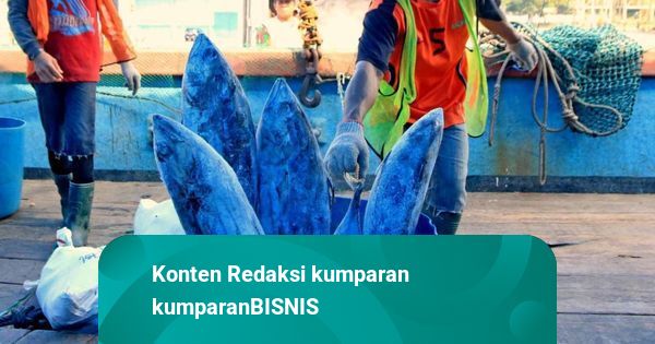 KKP Lepas Ekspor 25 Ton Tuna Ternate ke Thailand | kumparan.com